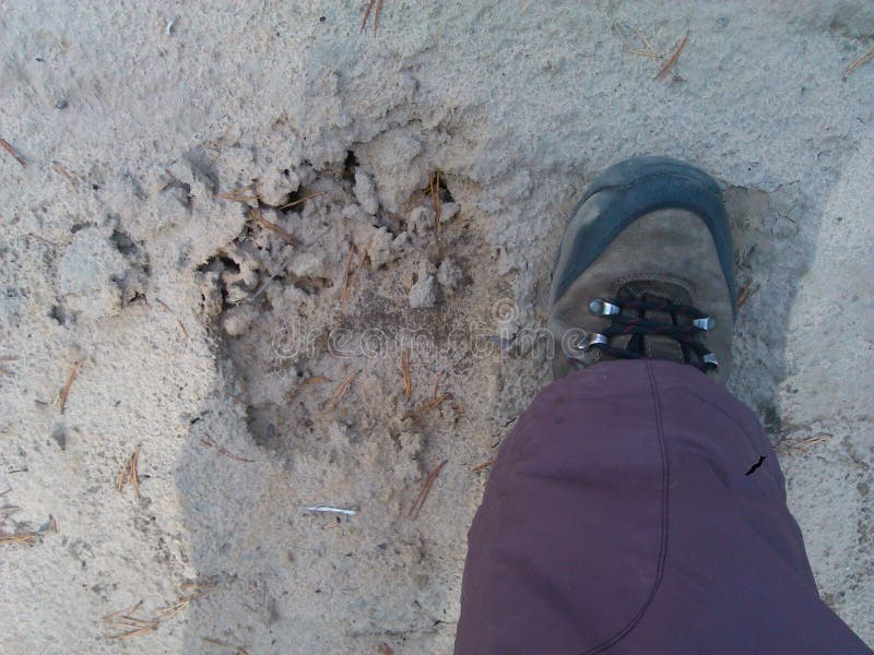 Bear footsteps stock photo. Image of step, bear, sand - 86632204