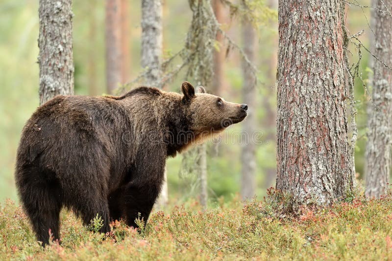 Bear in forest stock photo. Image of close, glance, forest - 140373572