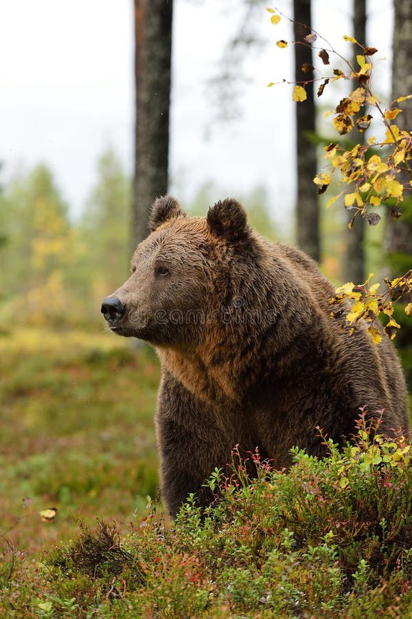 Bear in forest stock photo. Image of nordic, face, resting - 60191434
