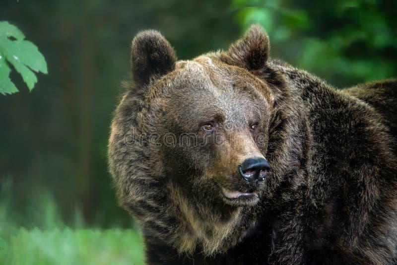 Bear in forest stock photo. Image of morning, natural - 254178788