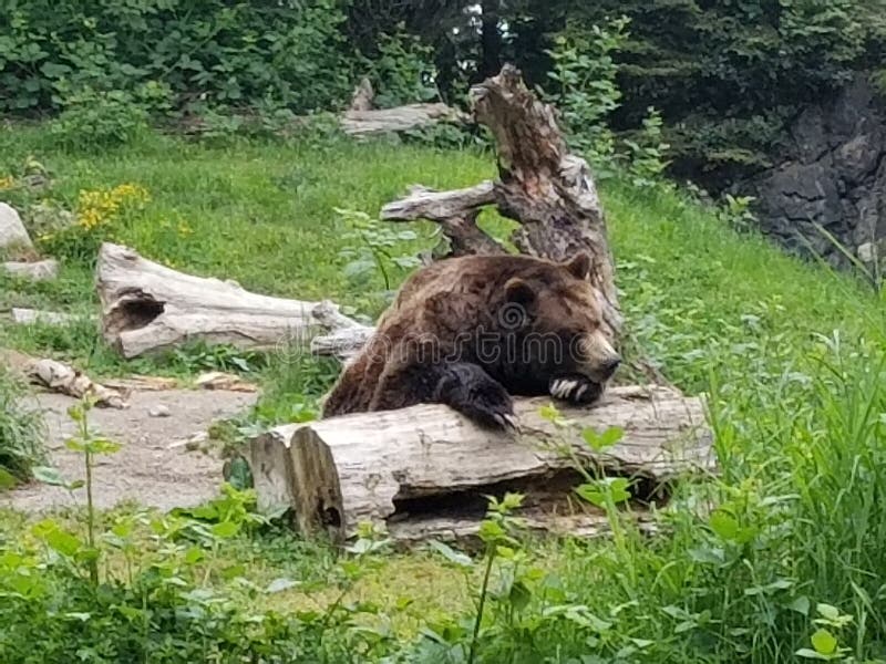 Bear in forest stock photo. Image of trees, forest, wildlife - 148392144