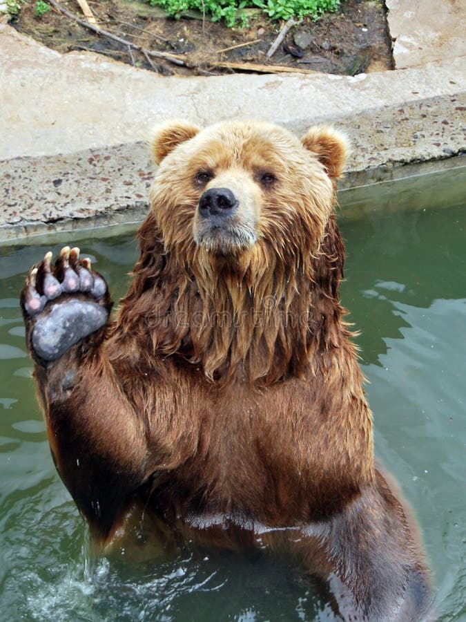 Bear stock image. Image of predator, animals, pose, pool - 39915491