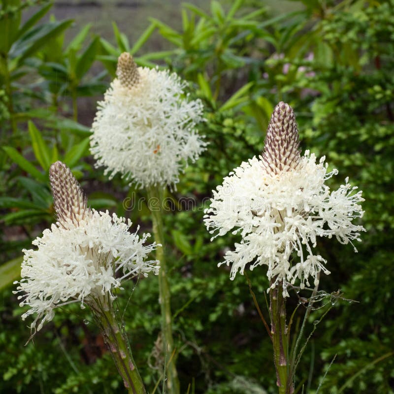 Bear Grass in Bloom stock image. Image of bloom, forests - 201132201