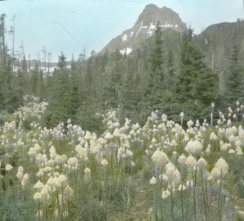 Bear Grass (Glacier Park) Picture. Image: 221409887
