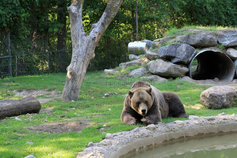 Bear Grizzly stock photo. Image of rock, water, pool - 76714360