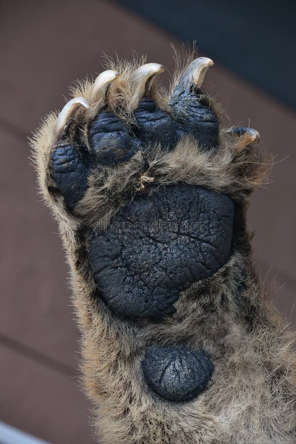 Bear hand stock photo. Image of mammal, friendly, bear - 71942206