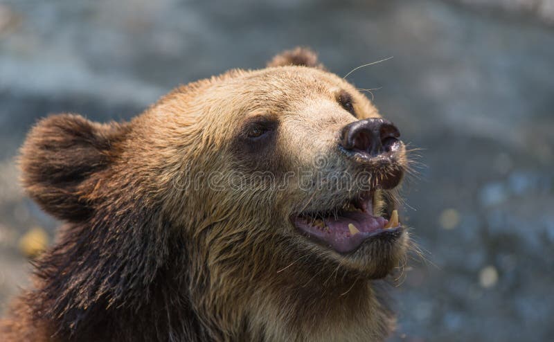 Bear head stock image. Image of powerful, baby, animal - 33839315