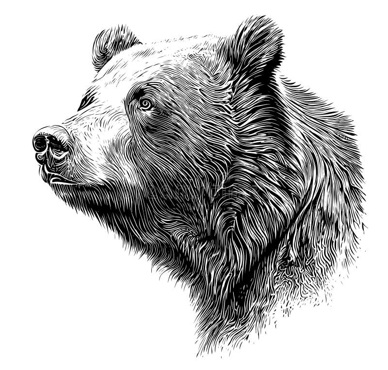Bear Head Portrait Sketch Hand Drawn Sketch Stock Vector - Illustration ...