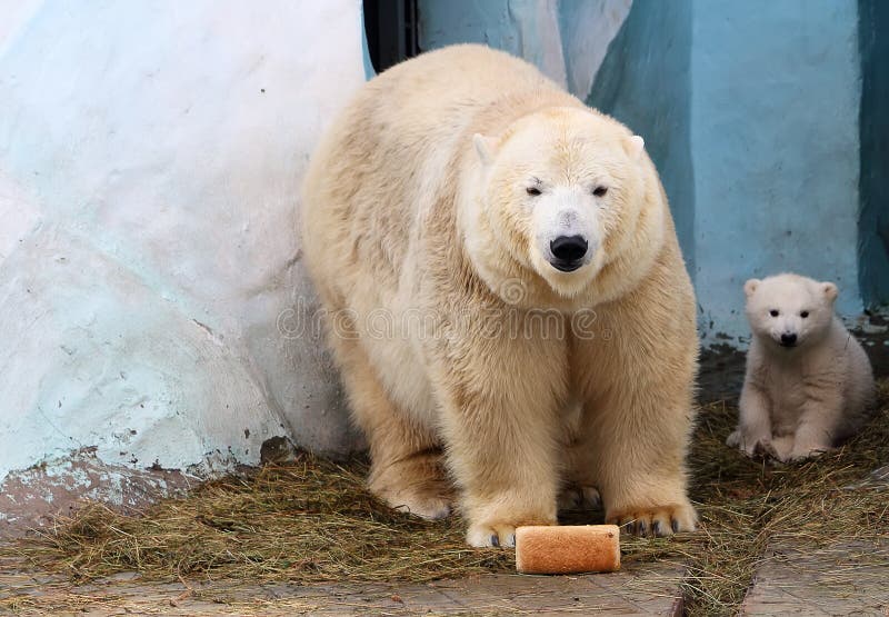 Polar Bear Loaf Bread Stock Photos - Free & Royalty-Free Stock Photos ...