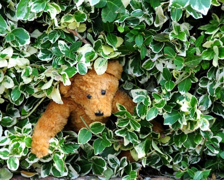 Bear in hiding stock photo. Image of teddy, soft, watching - 6553188