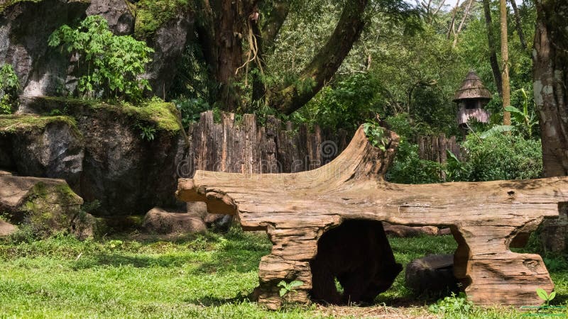 A Bear Hiding on a Tree Trunk Shade Stock Image - Image of shade, tree ...