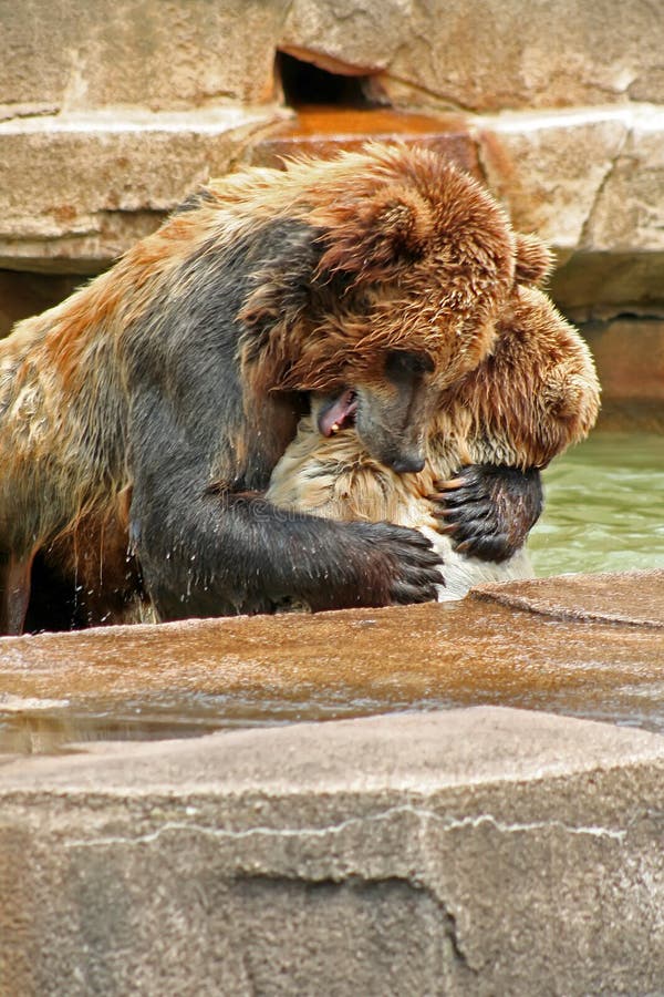 Bear Hug Picture. Image: 3445146