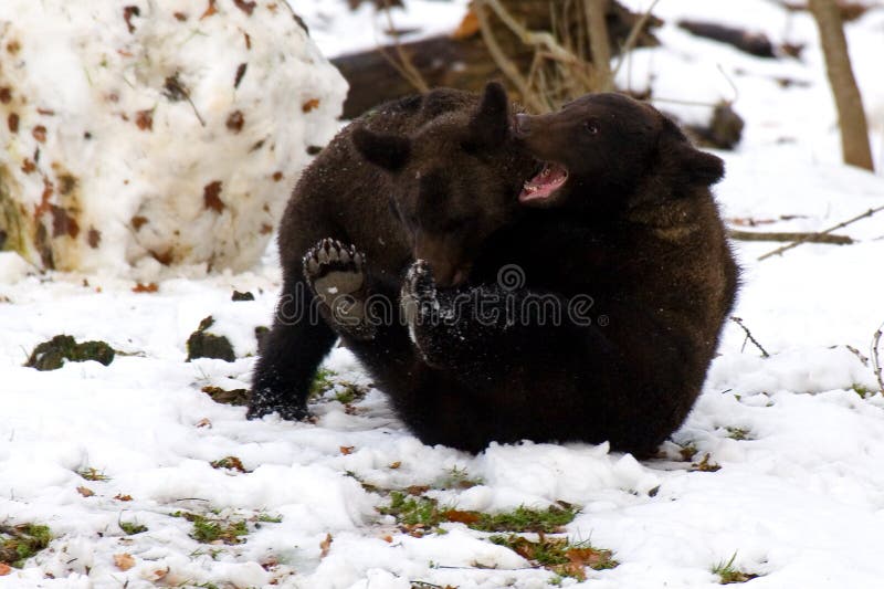 Bear Hug stock image. Image of bear, cubs, young, nature - 79007097