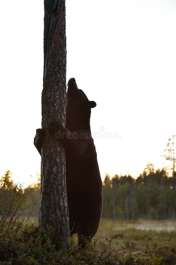 Bear hugging a tree stock photo. Image of danger, portrait - 58881606