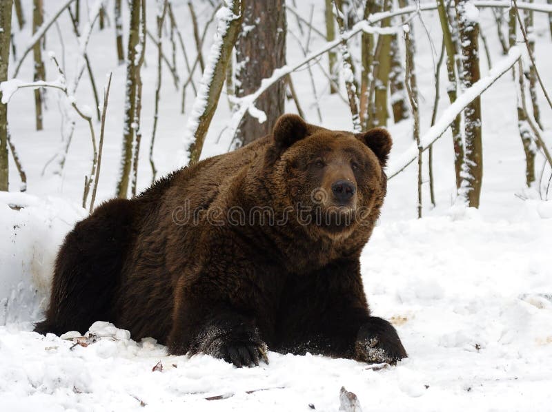 Brown bear playing in snow stock photo. Image of europe - 95520186
