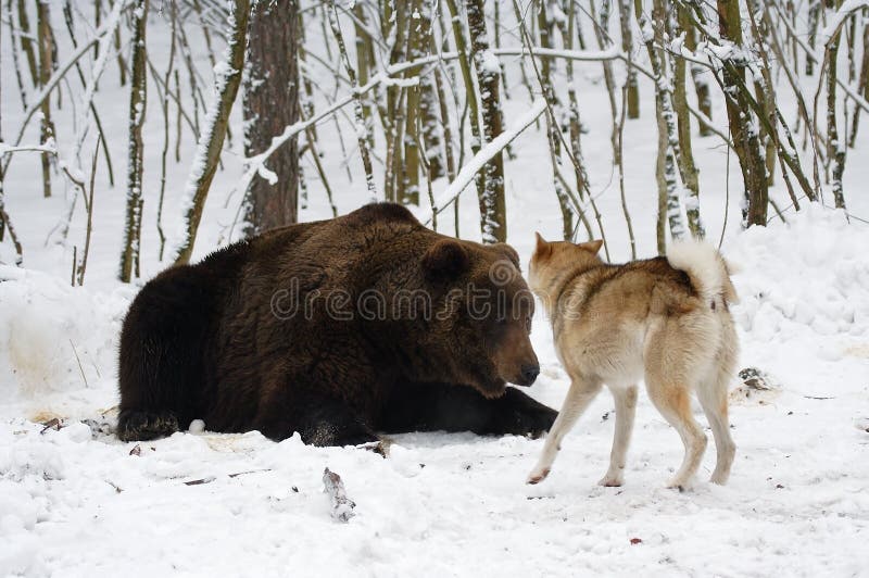 Bear hunting stock photo. Image of forest, color, nature - 8349876