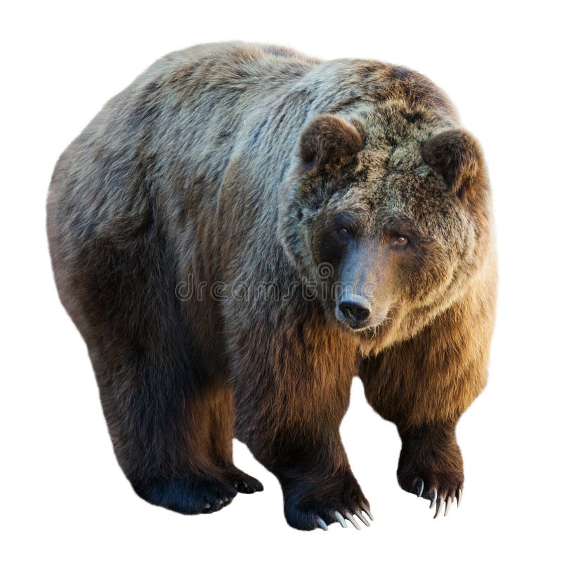Brown Bear Isolated on White Stock Photo - Image of dangerous, grizzly ...
