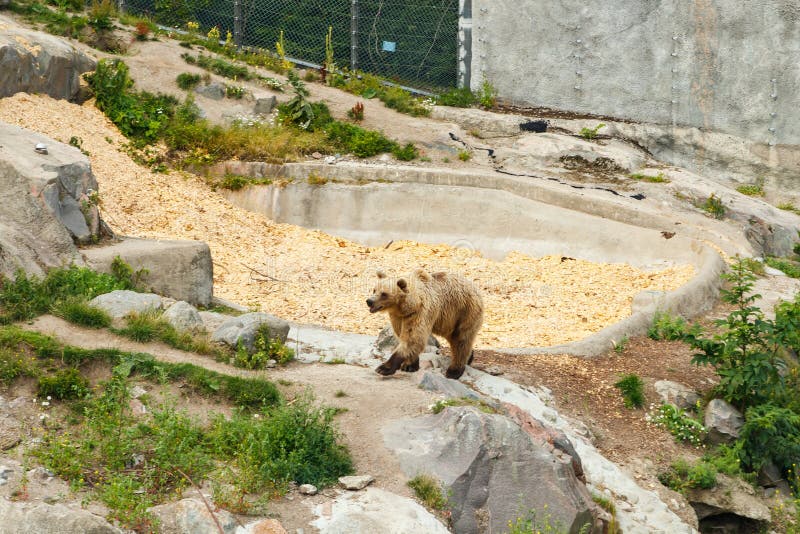 Bear at the Korkeasaari Zoo in Helsinki at Summer Stock Photo - Image ...