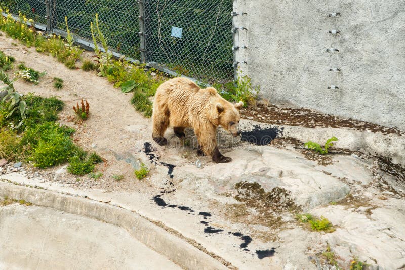 Bear at the Korkeasaari Zoo in Helsinki at Summer Stock Photo - Image ...