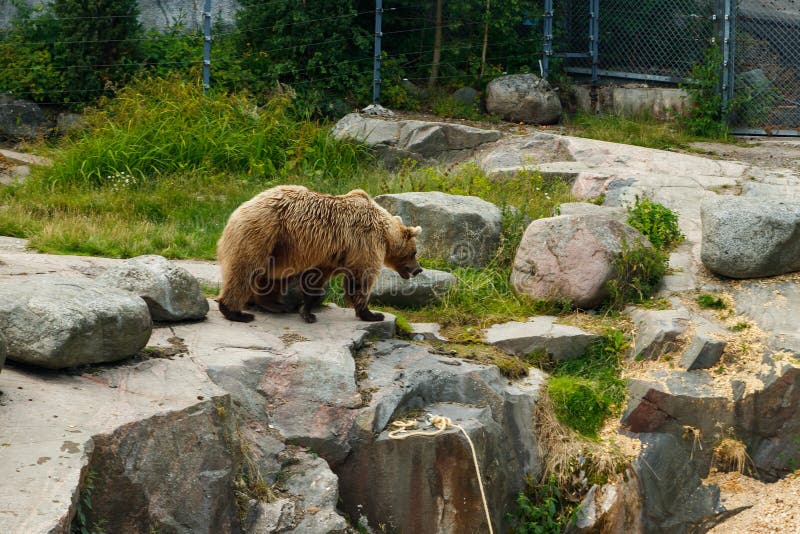 Bear at the Korkeasaari Zoo in Helsinki at Summer Stock Photo - Image ...