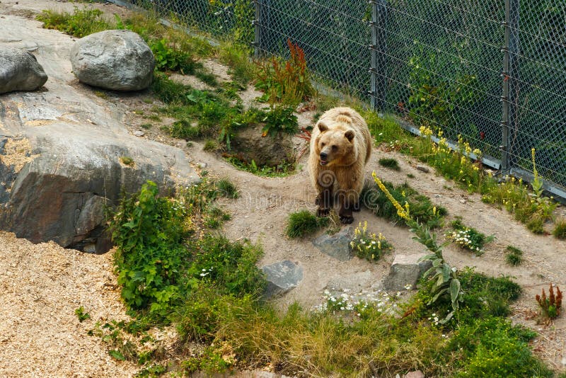 Bear at the Korkeasaari Zoo in Helsinki at Summer Stock Photo - Image ...