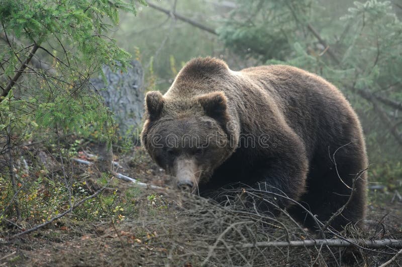 Bear stock photo. Image of carnivore, nose, animals, teddy - 34906136