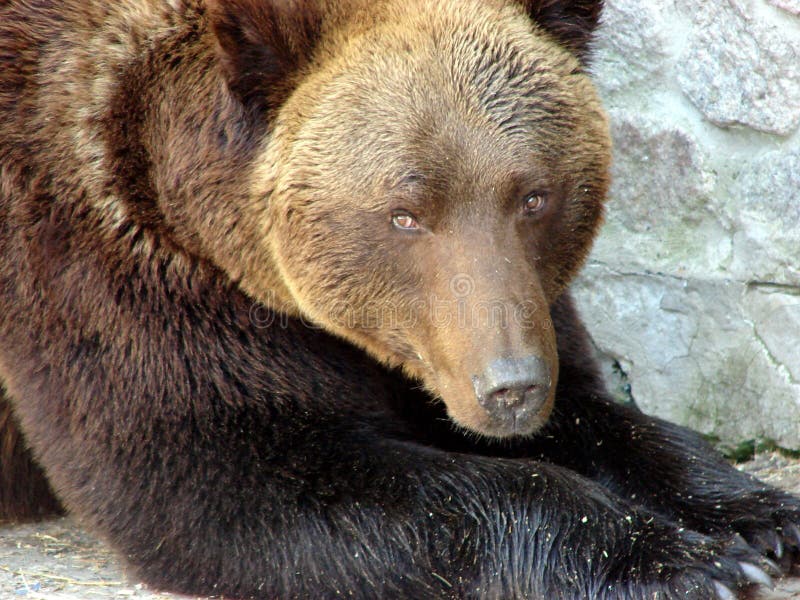 Bear lies and looks stock image. Image of bear, feet - 106955607