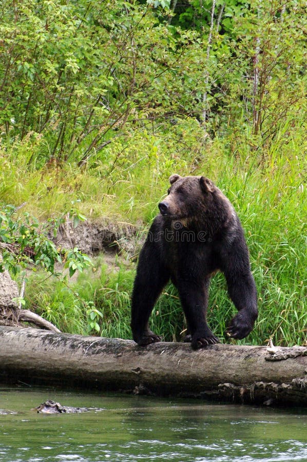 Bear on Log stock image. Image of bear, coastal, summer - 16042959