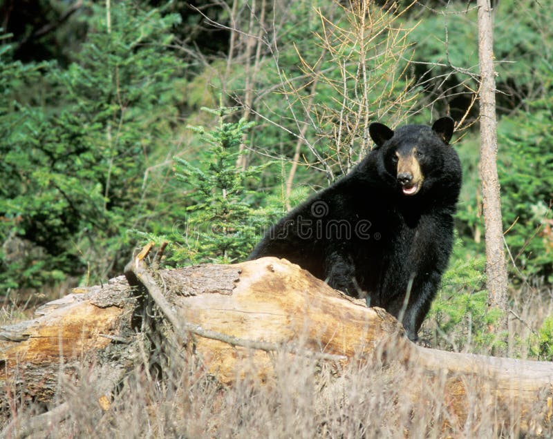 Bear on a Log stock photo. Image of animal, moan00016 - 5229518