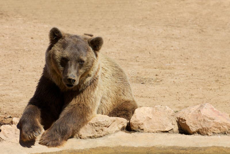 Bear looking at one side stock photo. Image of fauna - 27227876
