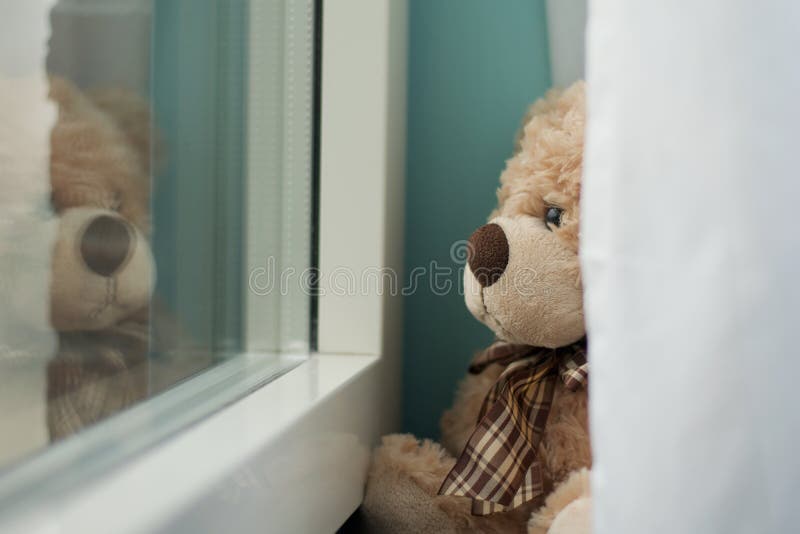 273 Bear Outside Window Stock Photos - Free & Royalty-Free Stock Photos ...