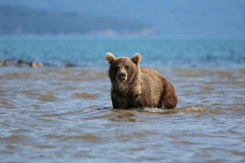 Bear Looks for Fish in Water Stock Image - Image of water, animal: 85897889