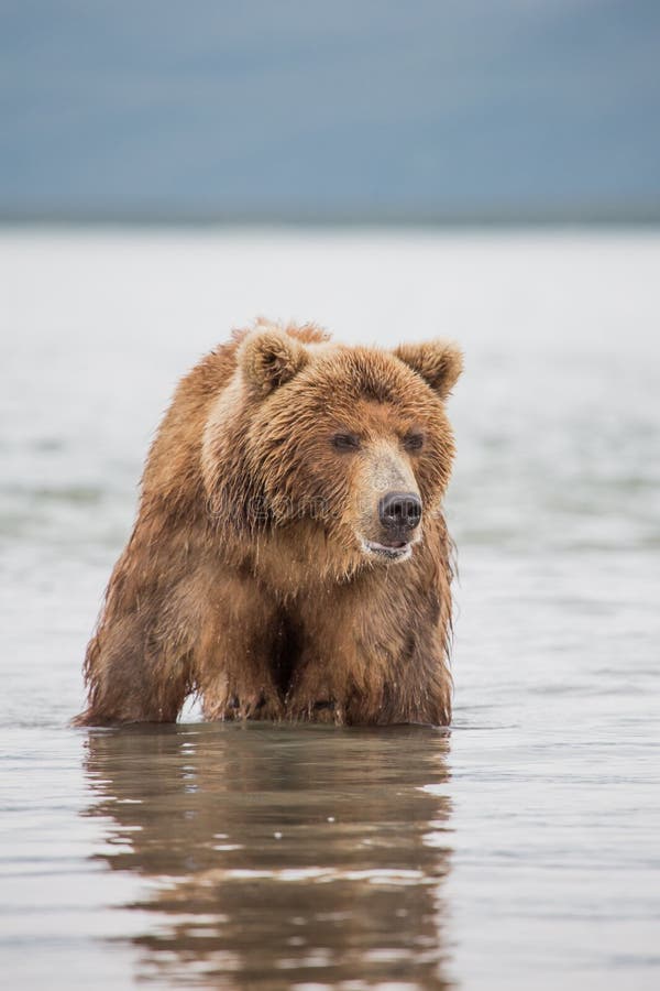 Bear Looks for Fish in Water Stock Image - Image of summer, close: 85897905