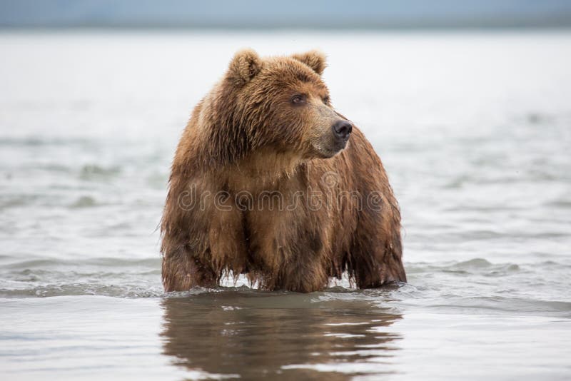 Bear Looks for Fish in Water Stock Photo - Image of teeth, mammal: 85898146