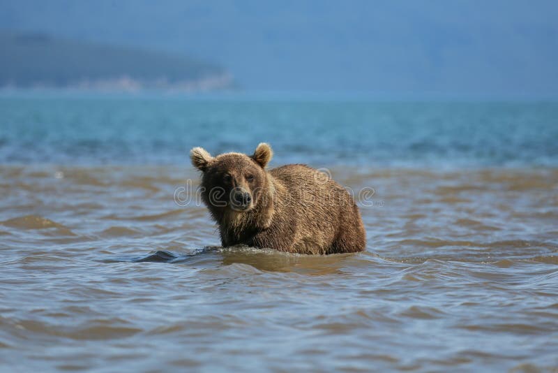 Bear Looks for Fish in Water Stock Image - Image of eats, water: 85898151