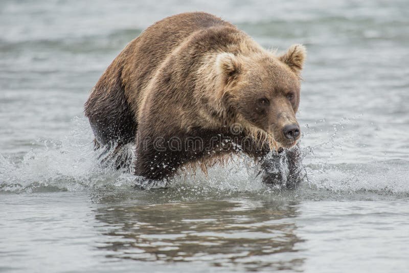 Bear Looks for Fish in Water Stock Image - Image of brown, danger: 85898217