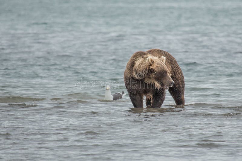 Bear Looks for Fish in Water Stock Image - Image of face, fishing: 85898219