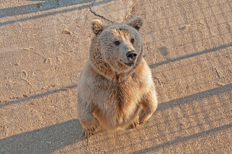 A Bear Looks Out at the Zoo Stock Photo - Image of bear, outdoor: 337059810