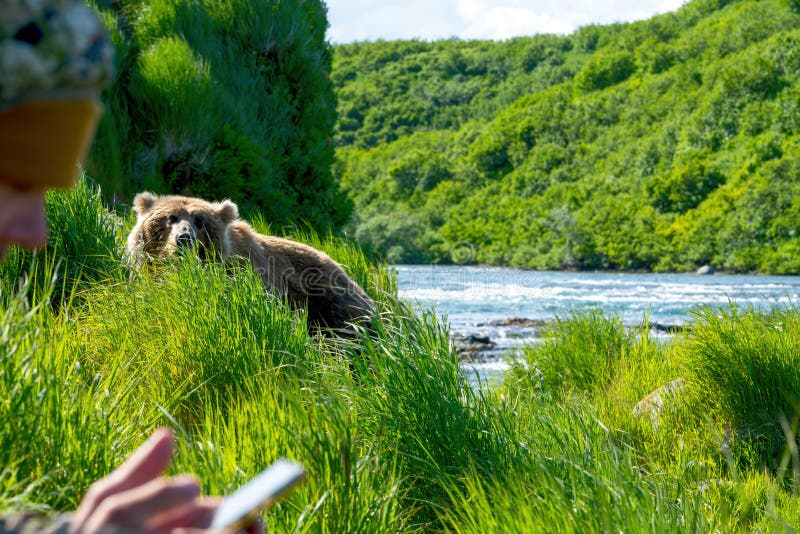 Man on a Cell Phone with a Wild Bear Stock Photo - Image of cell, river ...