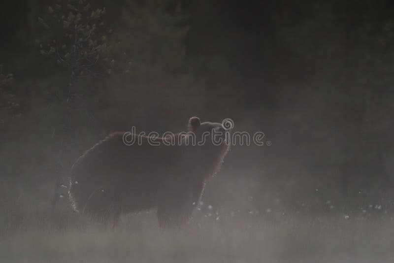 Bear in the mist stock image. Image of carnivore, europe - 125076807