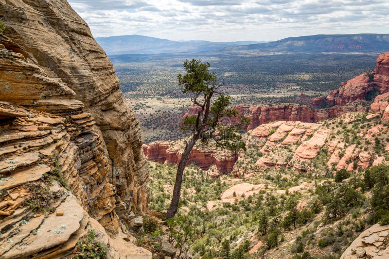 Bear Mountain-Spur Sedona Arizona Stockfoto - Bild von schlucht, eiche ...