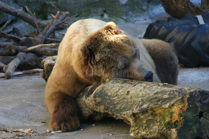 Bear Nap stock photo. Image of furry, bear, hibernation - 720428