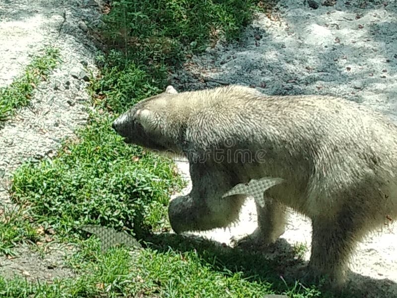 Bear nature zoo fun animal stock photo. Image of bear - 165393422