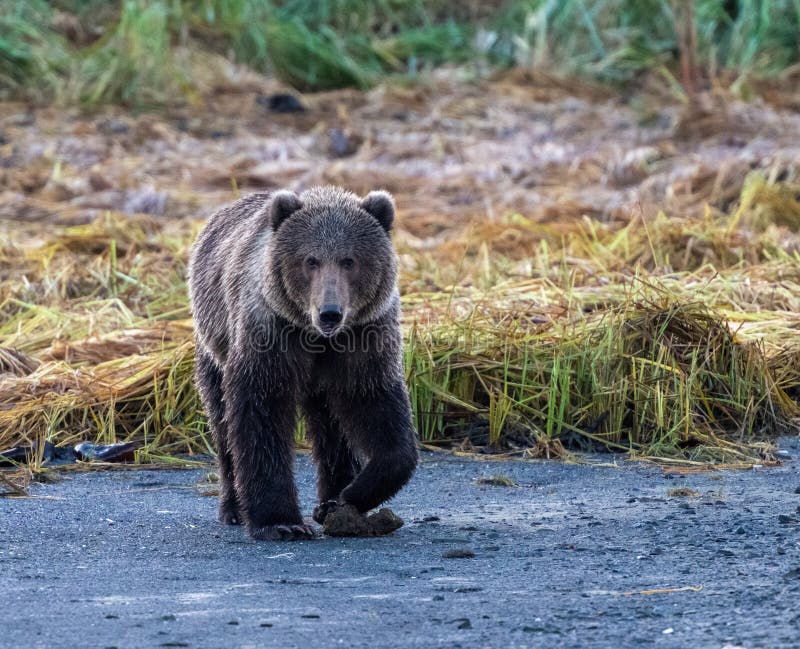 Bear Near the Grass on the River Shore in Alaska Stock Photo - Image of anderson, frontier ...