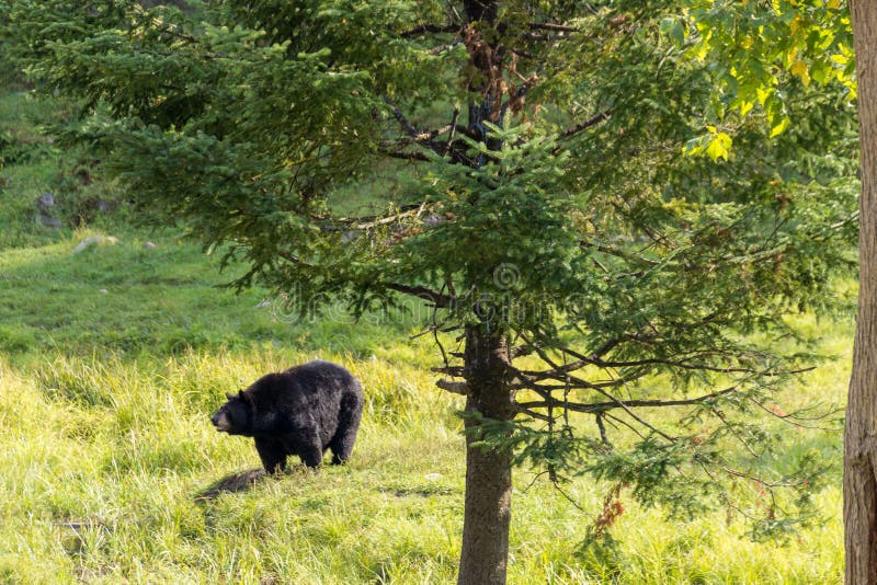 Bear in Parc Omega Canada stock photo. Image of safari - 116335520