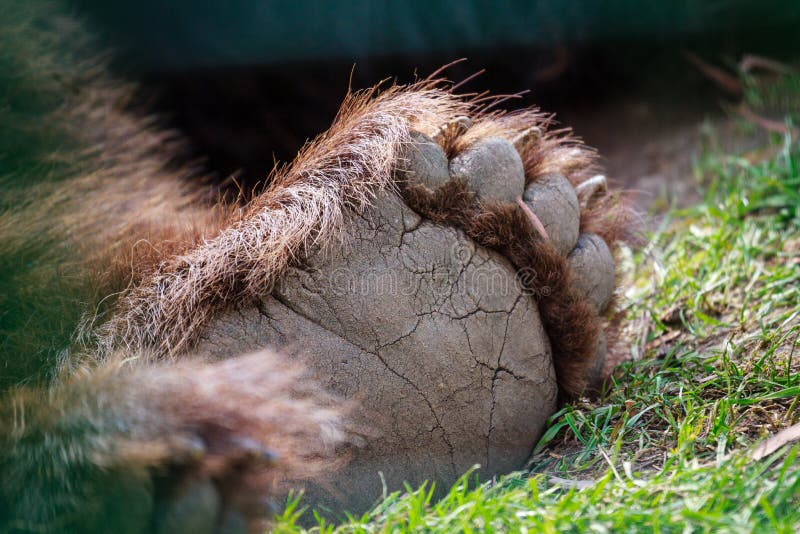 Bear paw 2 stock photo. Image of hairy, grizzly, carpathian - 52474368