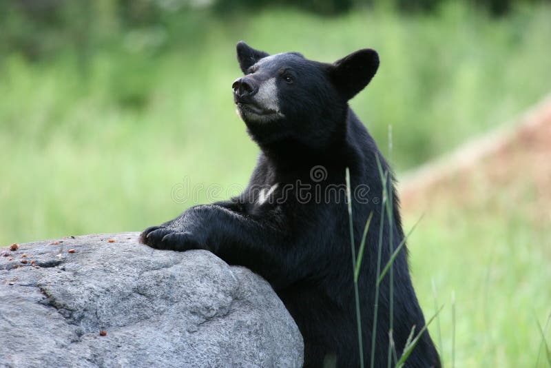 Bear stock image. Image of mammal, bear, fauna, yearling - 48870237