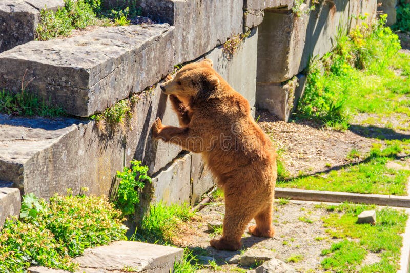 Bear in Bear Pit in Bern, Switzerland. Bear is Symbol of Bern City ...