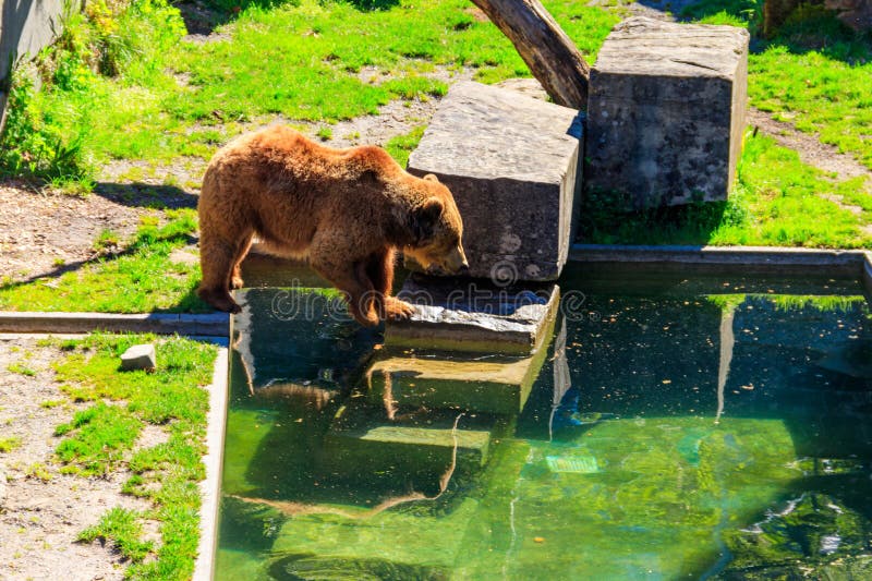 Bear in Bear Pit in Bern, Switzerland. Bear is Symbol of Bern City ...