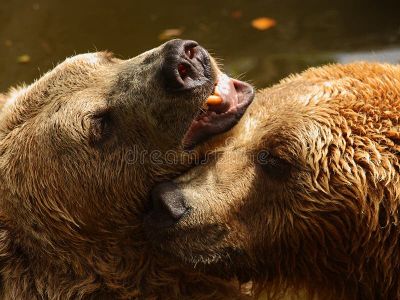 Bear play stock image. Image of brown, nature, wildlife - 12882757